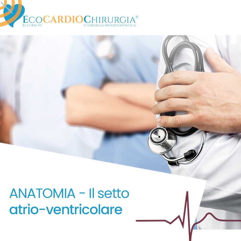 ANATOMIA - Il setto atrio-ventricolare - EcoCardioChirurgia®