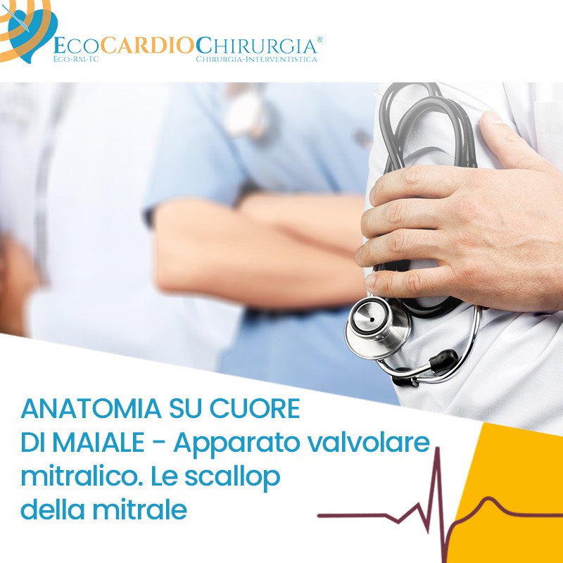 ANATOMIA SU CUORE DI MAIALE - Apparato valvolare mitralico. Le scallop ...